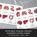 Human Organs Identification 3 Part Cards Toob Cards Instant - Etsy