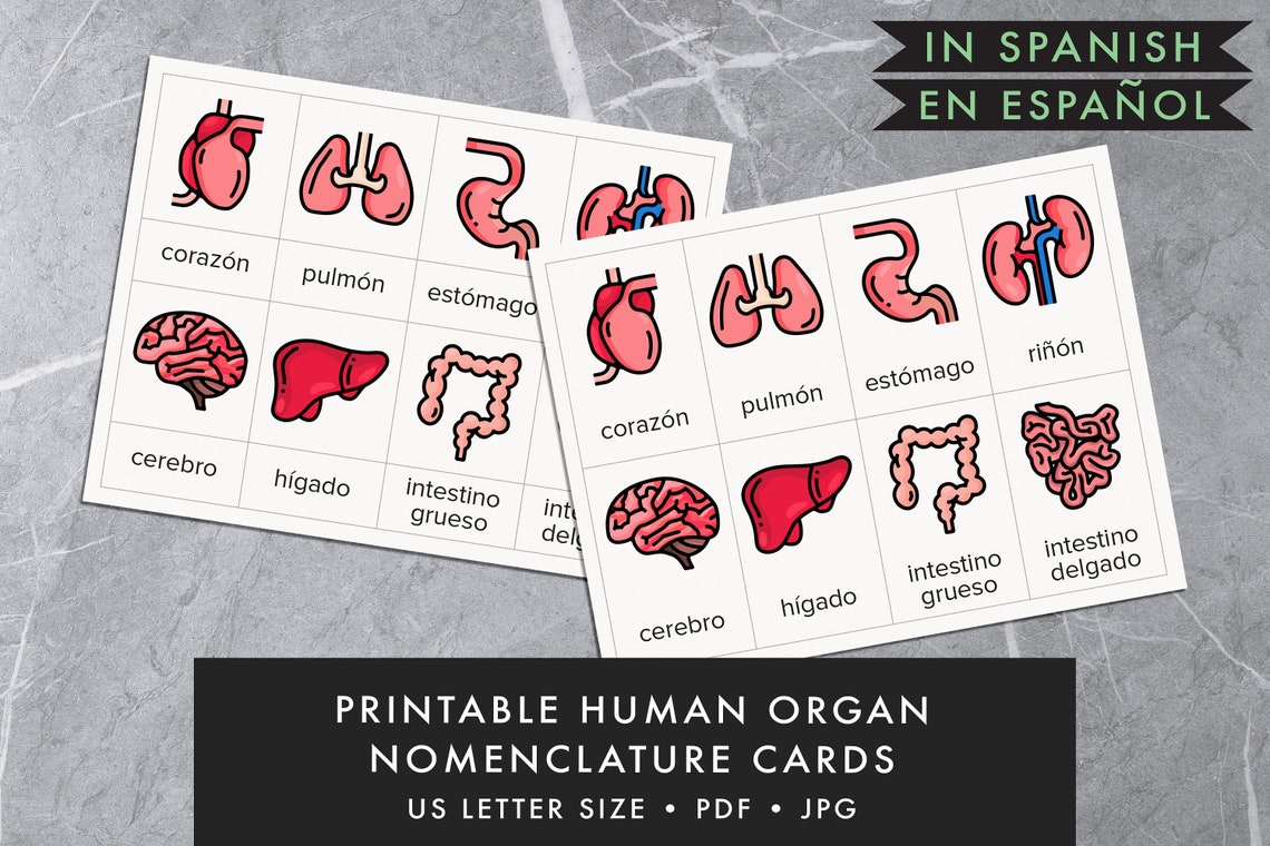 Spanish Human Organs Identification Toob Cards • En Espanol • Instant ...
