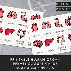 Spanish Human Organs Identification Toob Cards • En Espanol • Instant ...