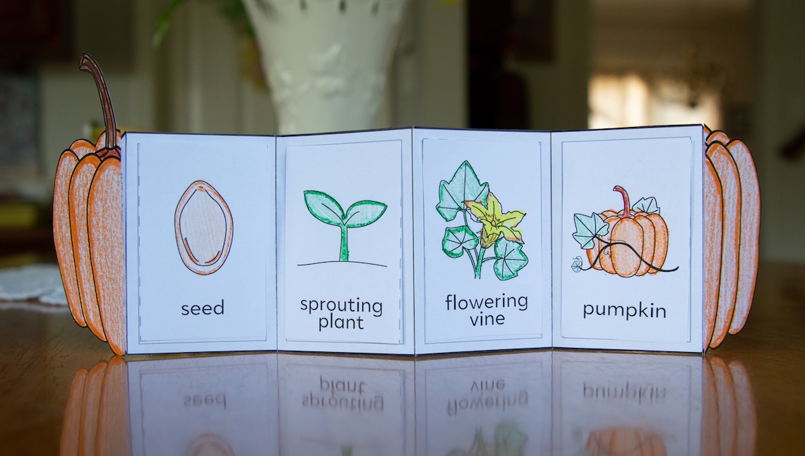 Pumpkin Life Cycle Activity - Educational Thanksgiving Printable ...