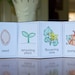 Pumpkin Life Cycle Activity - Educational Thanksgiving Printable ...