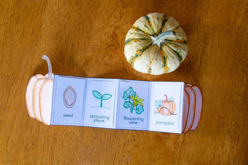 Pumpkin Life Cycle Activity - Educational Thanksgiving Printable ...