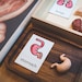 Human Organs Identification 3 Part Cards - Toob Cards, Instant ...