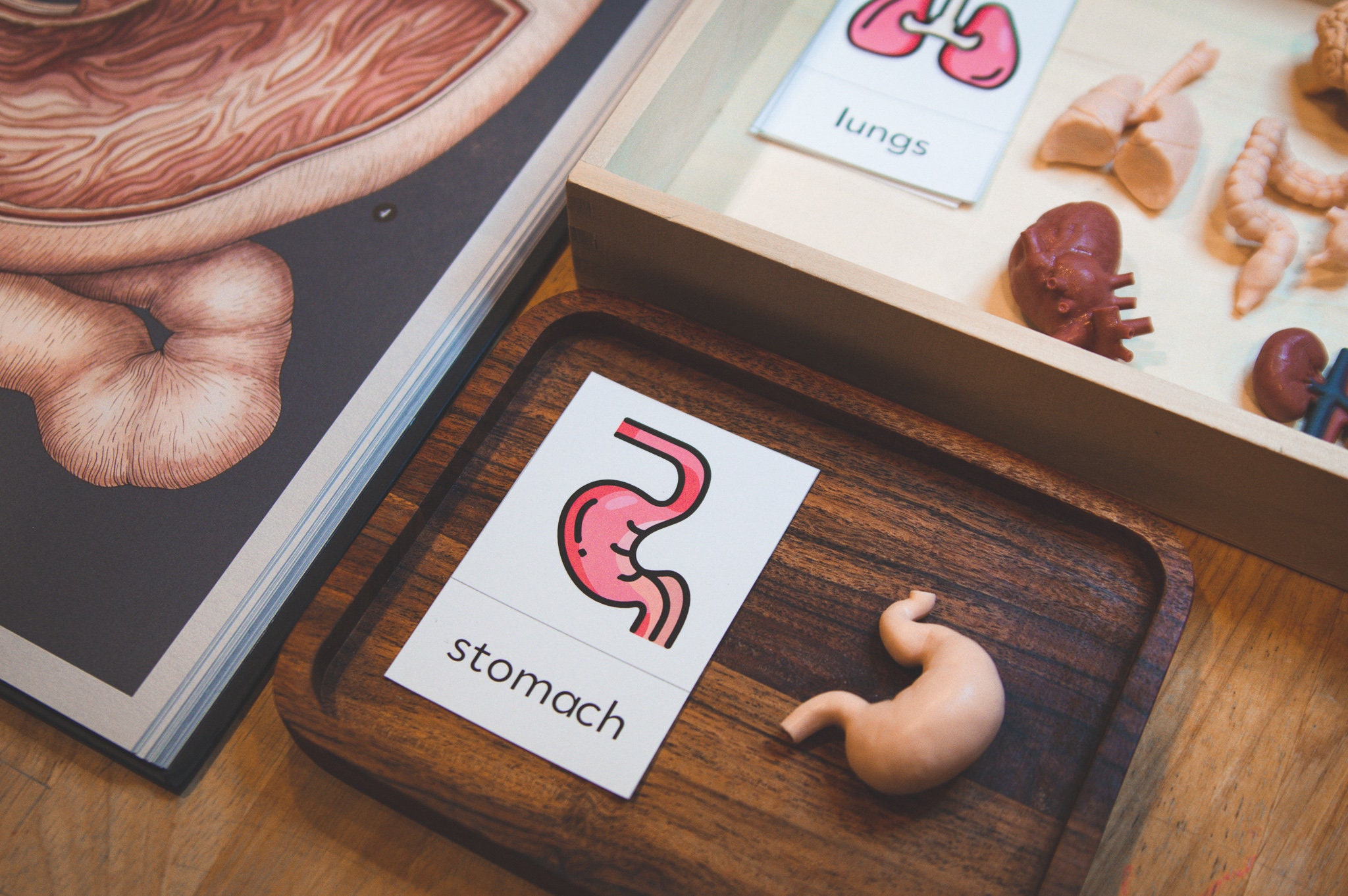 Human Organs Nomenclature Cards – Montessori Printable (digital ...