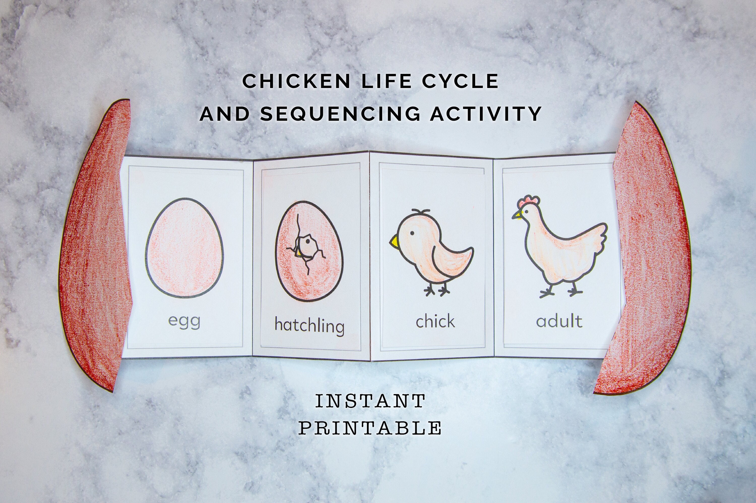 Actividad del ciclo de vida del pollo: imprimible educativo, primavera ...