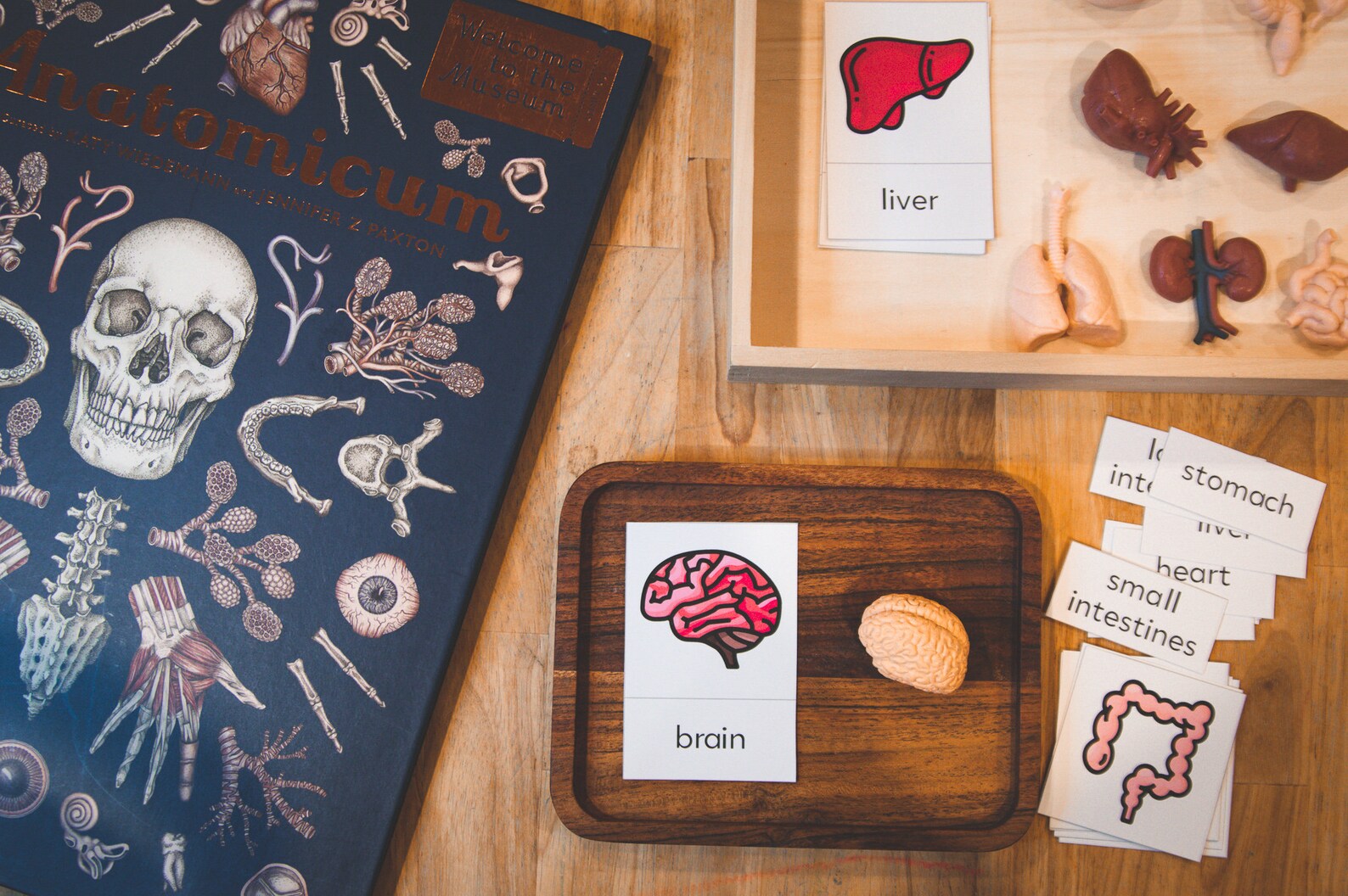 Human Organs Identification 3 Part Cards - Toob Cards, Instant ...