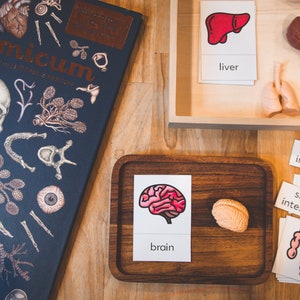 Human Organs Identification 3 Part Cards - Toob Cards, Instant ...