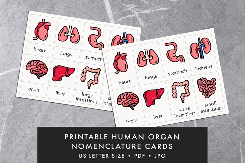 Human Organs Identification 3 Part Cards - Toob Cards, Instant ...