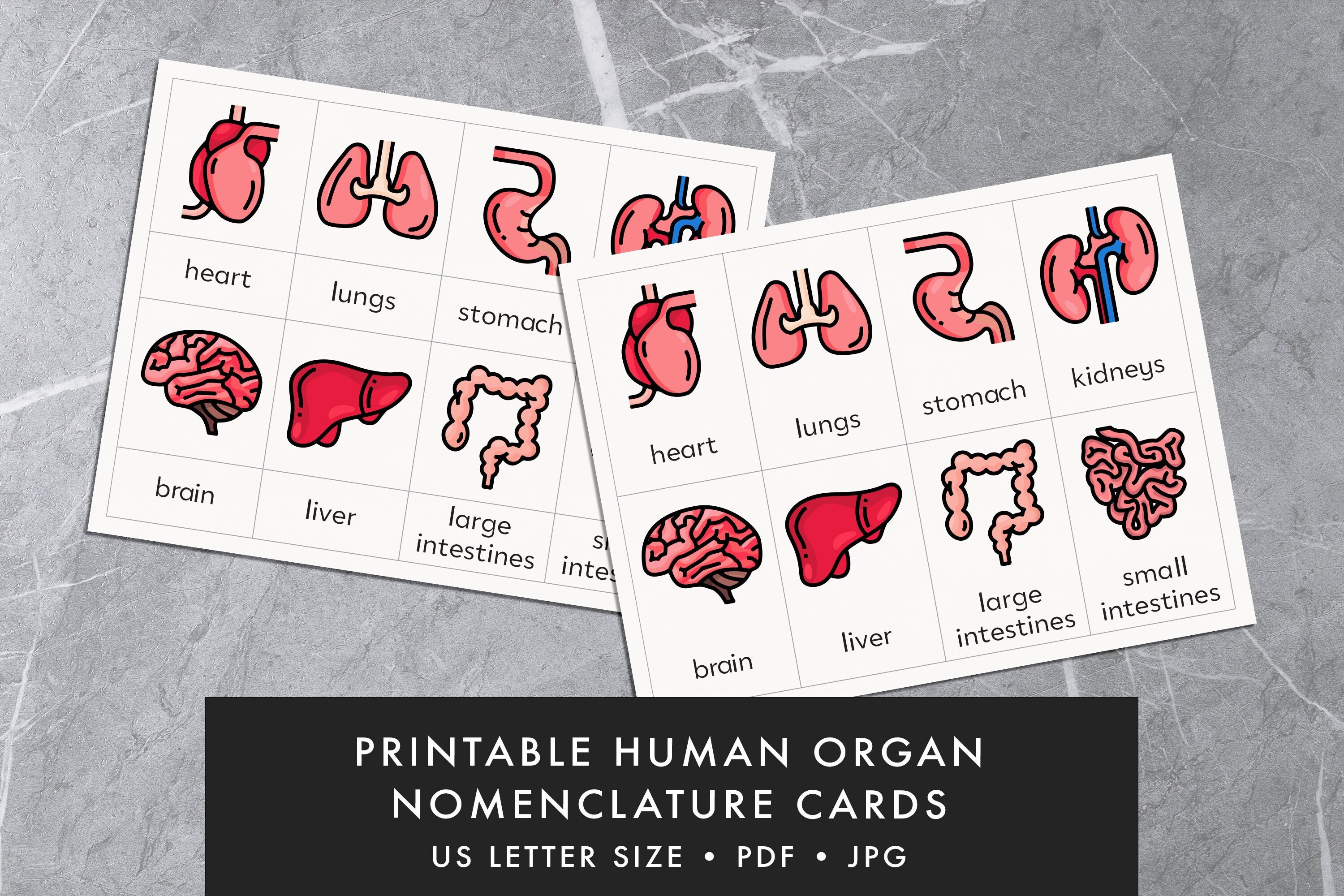 Human Organs Identification 3 Part Cards - Toob Cards, Instant ...