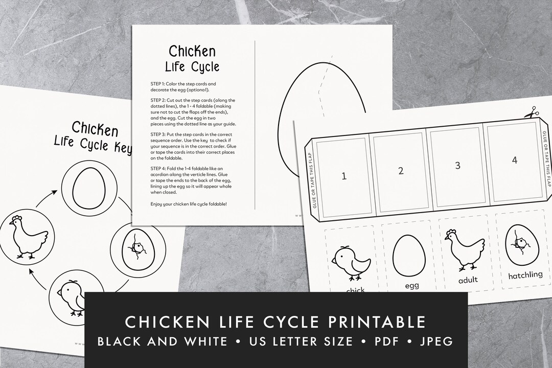 Chicken Life Cycle Activity - Educational Printable, Spring, Accordion ...