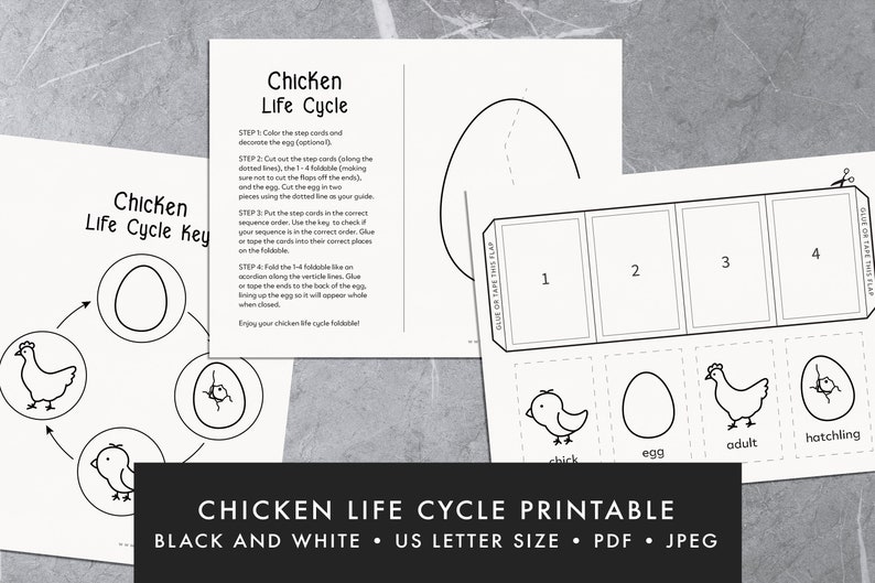 Chicken Life Cycle Activity - Educational Printable, Spring, Accordion ...