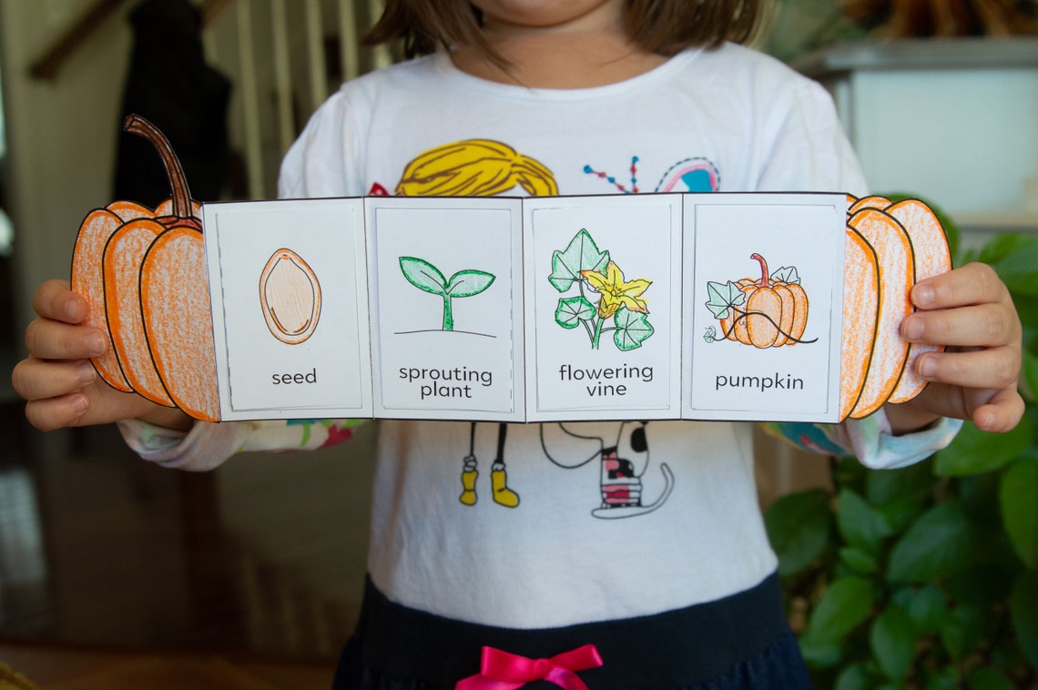 Pumpkin Life Cycle Activity - Educational Thanksgiving Printable ...