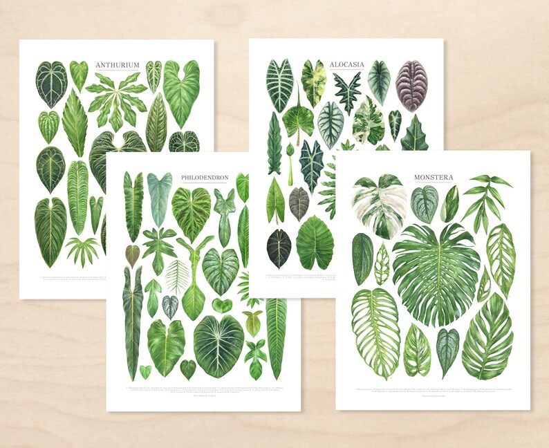 Aroid Taxonomy Print Set Set of 4 Botanical ID Charts - Etsy