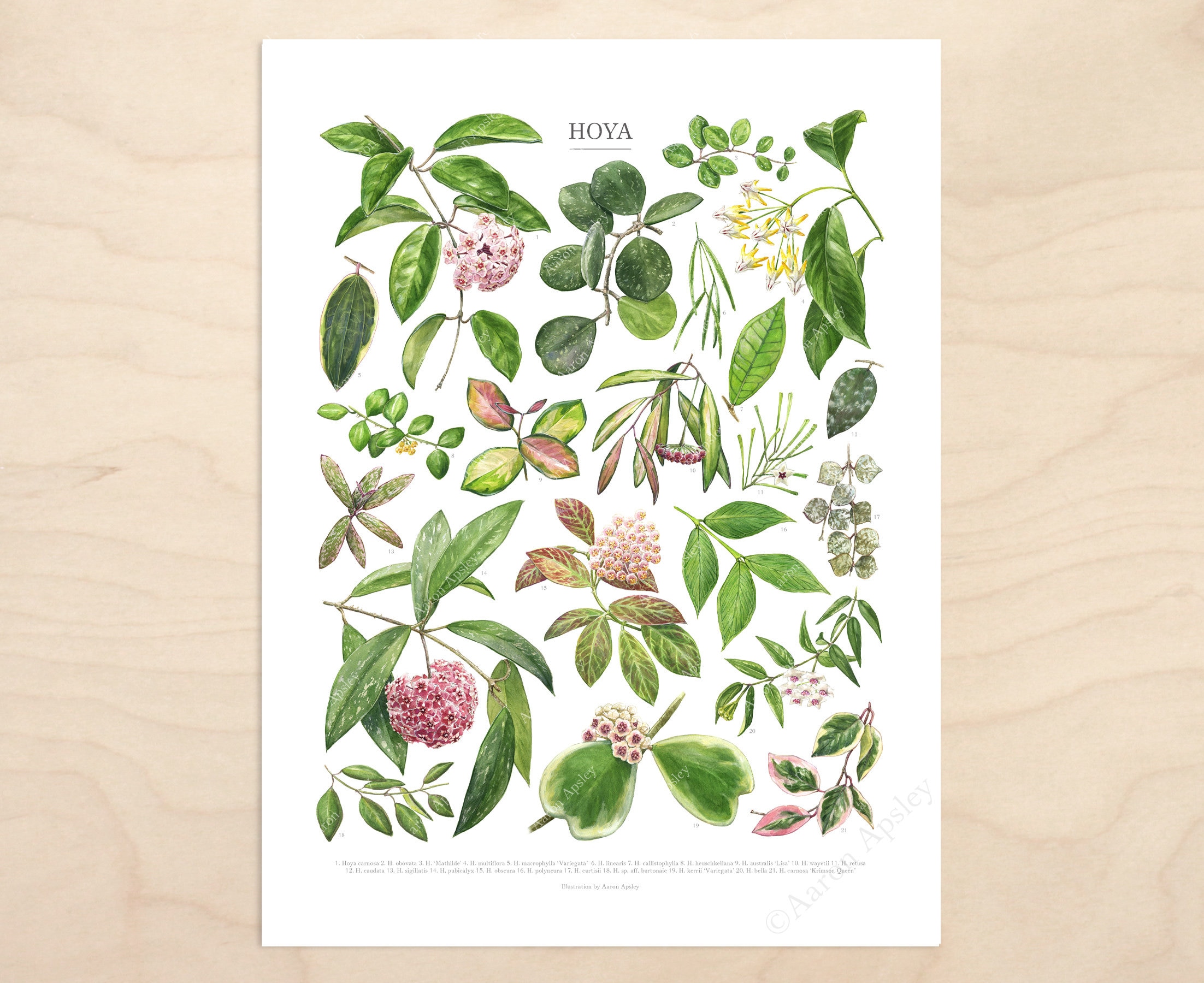 Hoya Species Print Houseplant varieties ID chart featuring | Etsy