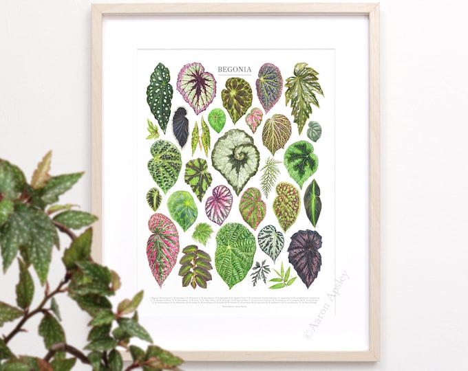 Begonia Species Print Begonia Species ID Chart Featuring 31 Watercolor ...