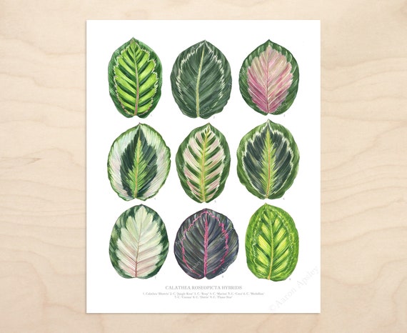 Calathea Plant Varieties