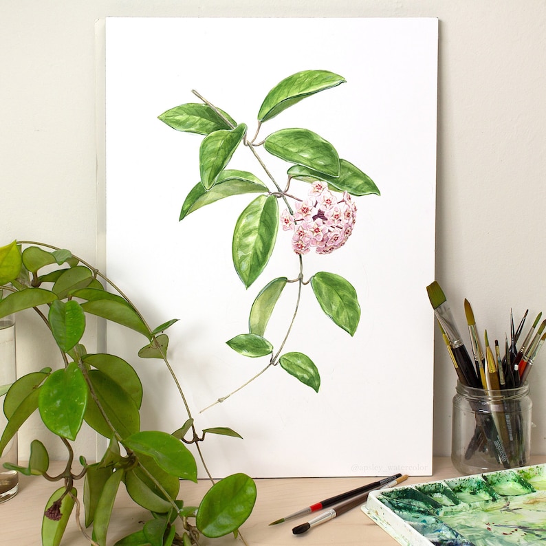 Hoya Species Print • Houseplant Varieties ID Chart Featuring 21 ...