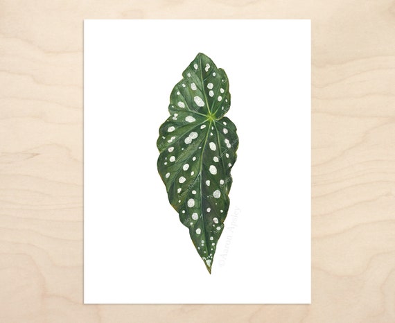 Prints Digital Prints Begonia Print etna.com.pe