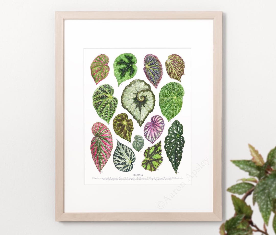 Begonia Species Print • Begonia Species ID Chart Featuring 14 ...