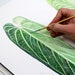 Anthurium Species Print Rare Aroid Houseplant Varieties ID - Etsy