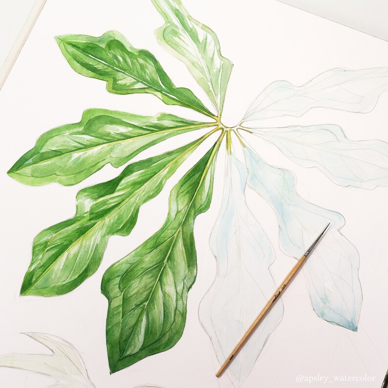 Anthurium Species Print • Rare Aroid Houseplant Varieties ID Chart ...