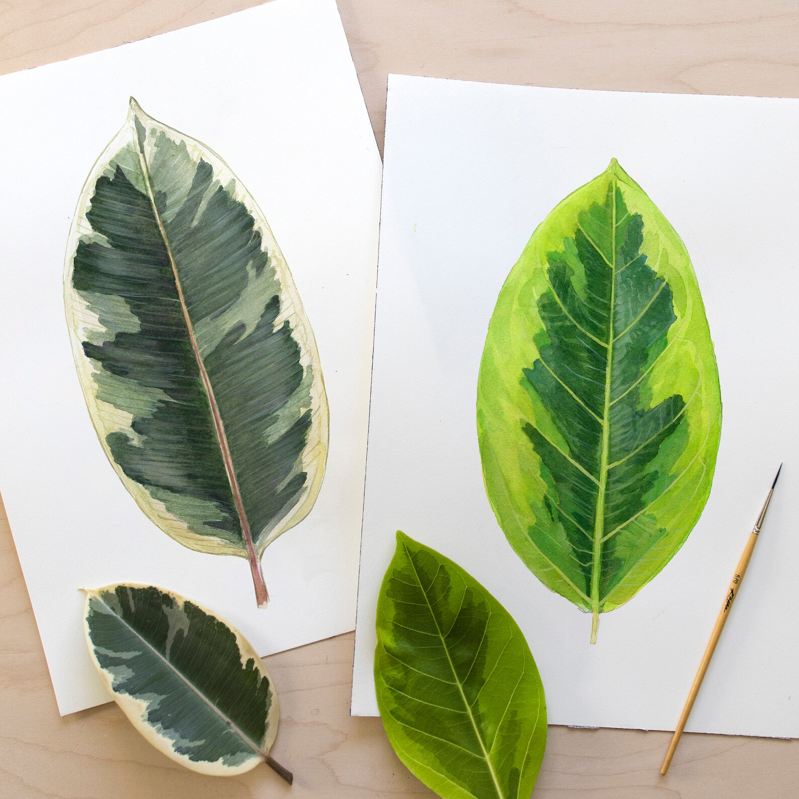 Ficus Species Print • Houseplant Fig Varieties ID Chart Featuring 25 ...