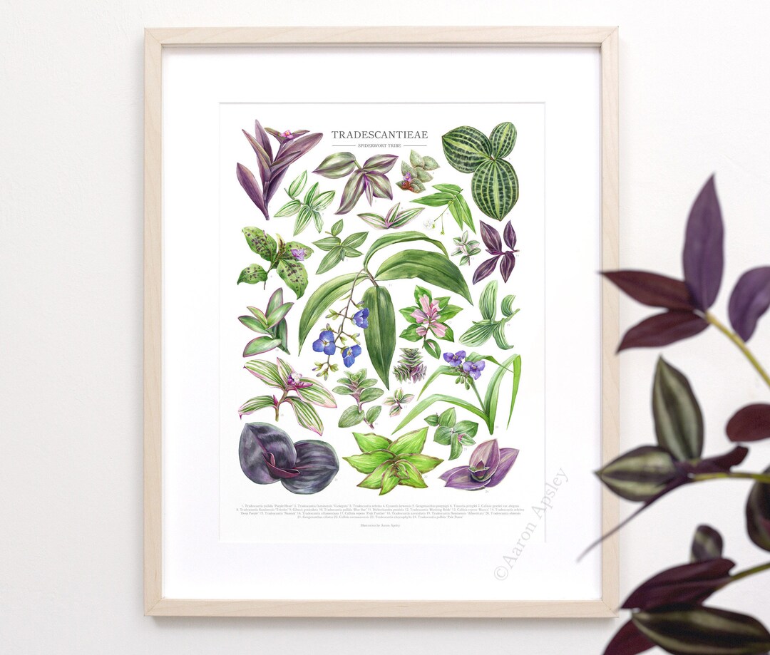 Tradescantia Species Print • Spiderwort Varieties ID Chart Featuring 28 ...