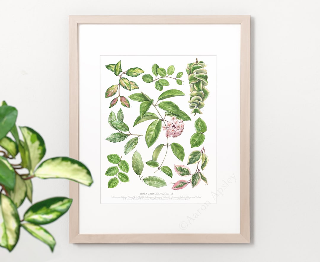 Hoya Carnosa Varieties Print • Houseplant ID Chart Featuring 9 ...
