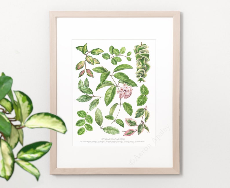 Hoya Carnosa Varieties Print • Houseplant ID Chart Featuring 9 ...