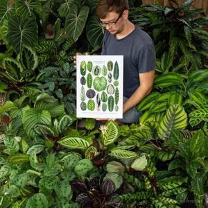 Marantaceae Species Print • Prayer Plant Varieties ID Chart of Calathea ...
