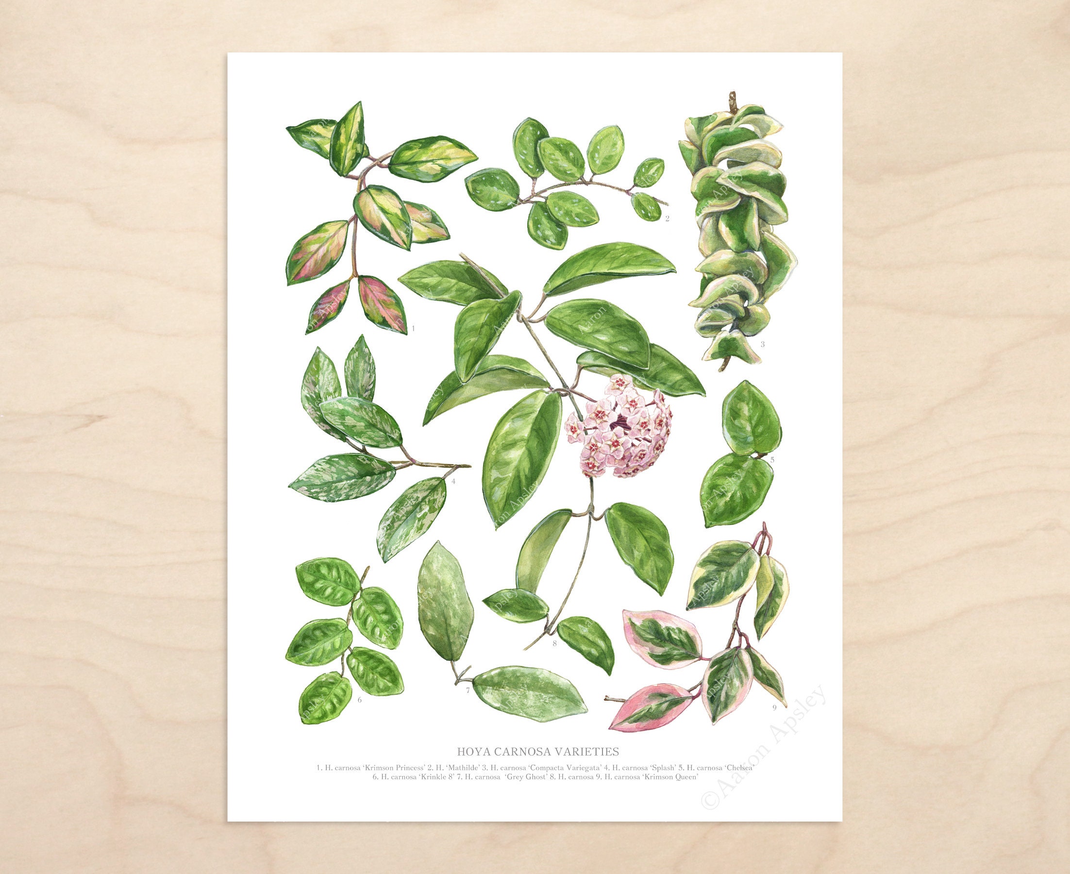 Hoya Carnosa Varieties Print • Houseplant ID Chart Featuring 9 ...
