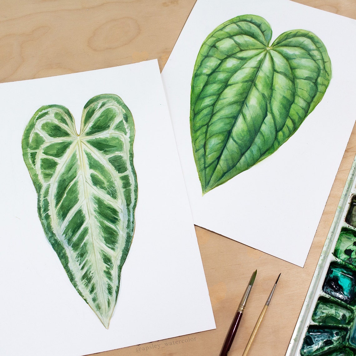 Anthurium Species Print • Rare Aroid Houseplant Varieties ID Chart ...