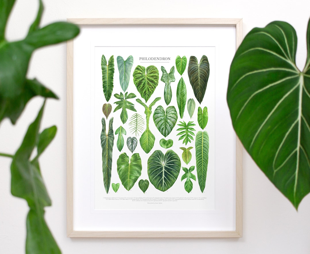 Philodendron Species Print • Aroid Houseplant Varieties ID Chart ...