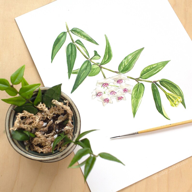 Hoya Species Print • Houseplant Varieties ID Chart Featuring 21 ...