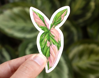 Pink Splash Syngonium - Etsy