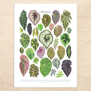 Begonia Species Print Begonia Species ID Chart Featuring 31 Watercolor ...