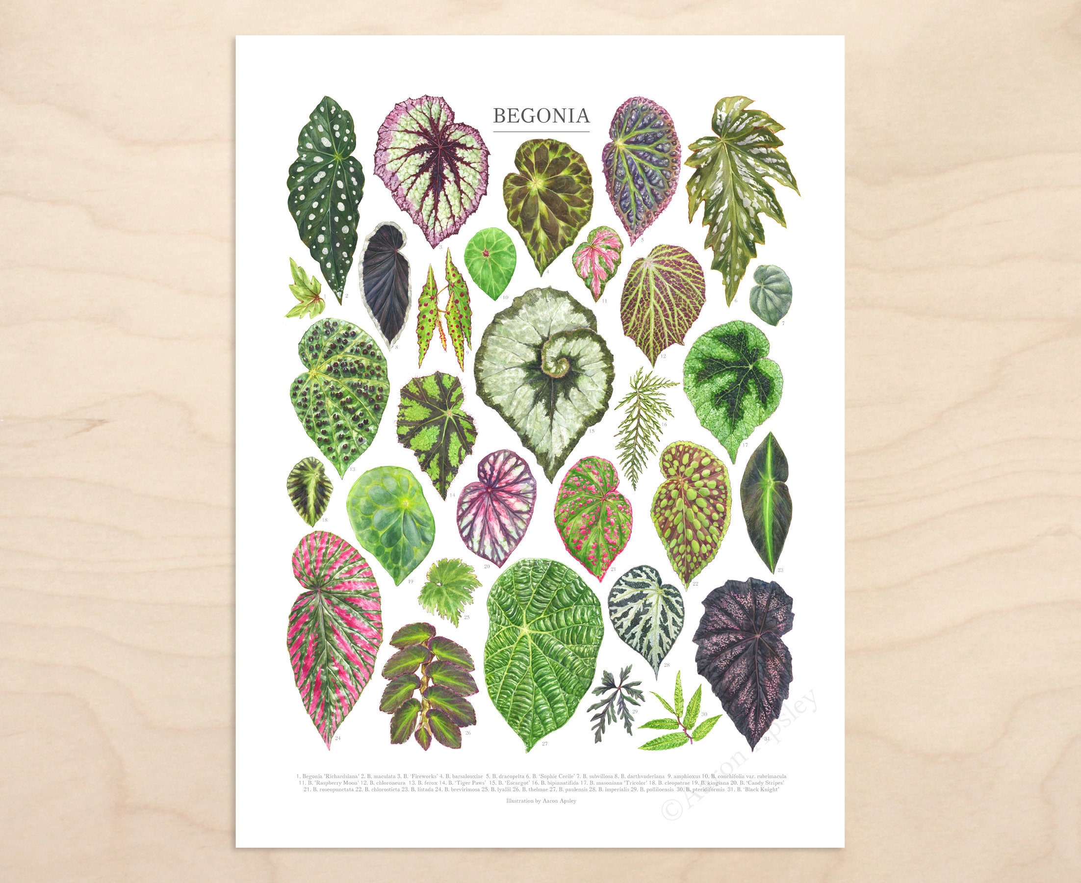 Begonia Species Print • Begonia Species ID Chart Featuring 31 ...