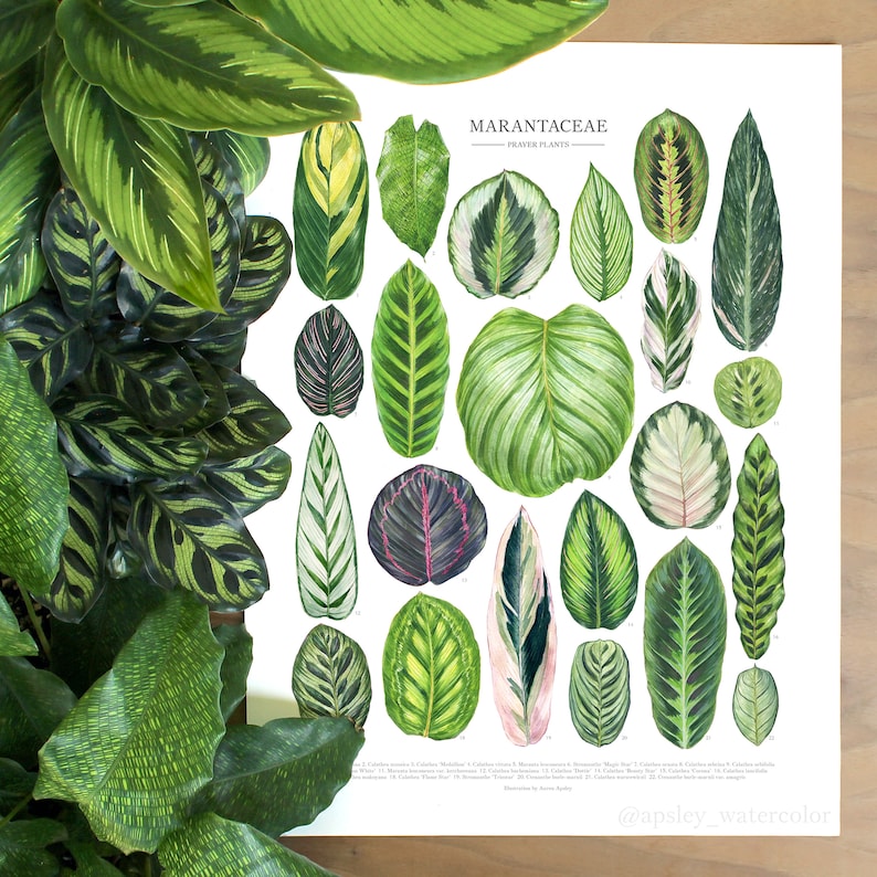Marantaceae Species Print • Prayer Plant Varieties ID Chart of Calathea ...