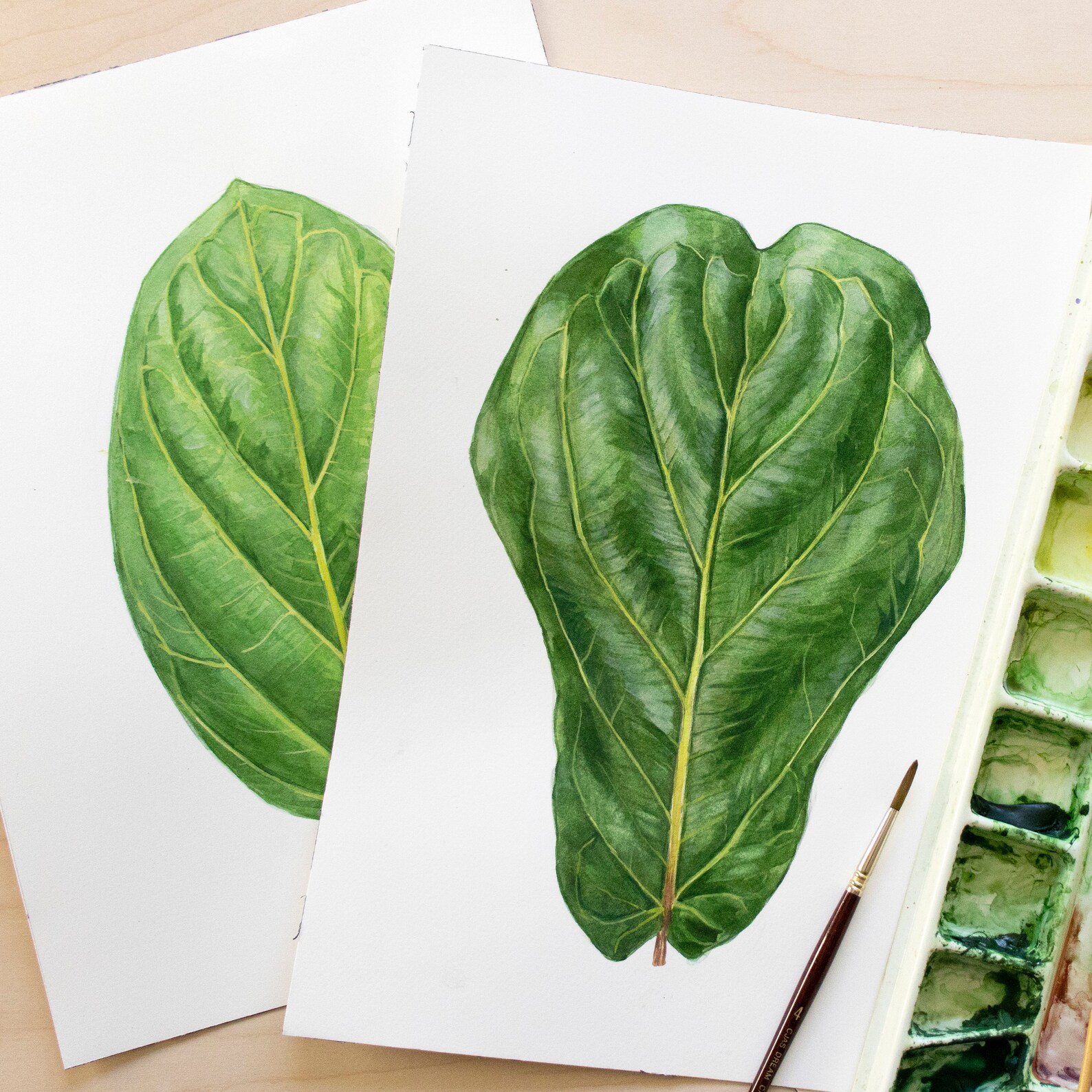 Ficus Species Print • Houseplant Fig Varieties ID Chart Featuring 25 ...