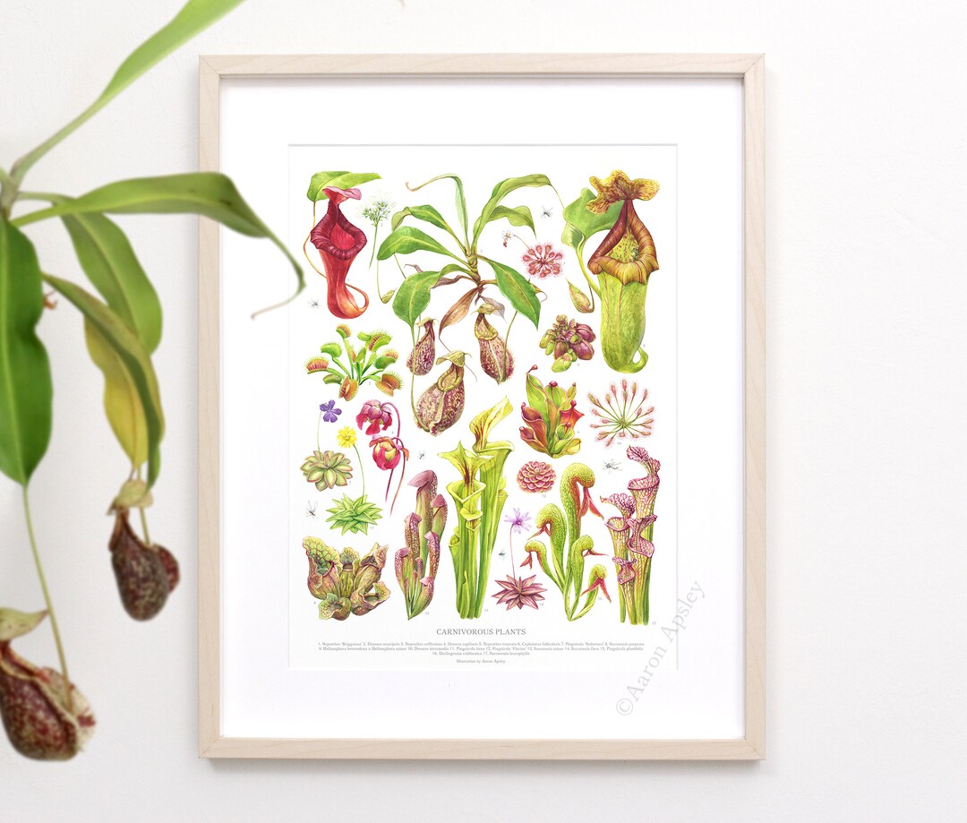 Carnivorous Plants Print • Carnivorous Varieties ID Chart Featuring 17 ...