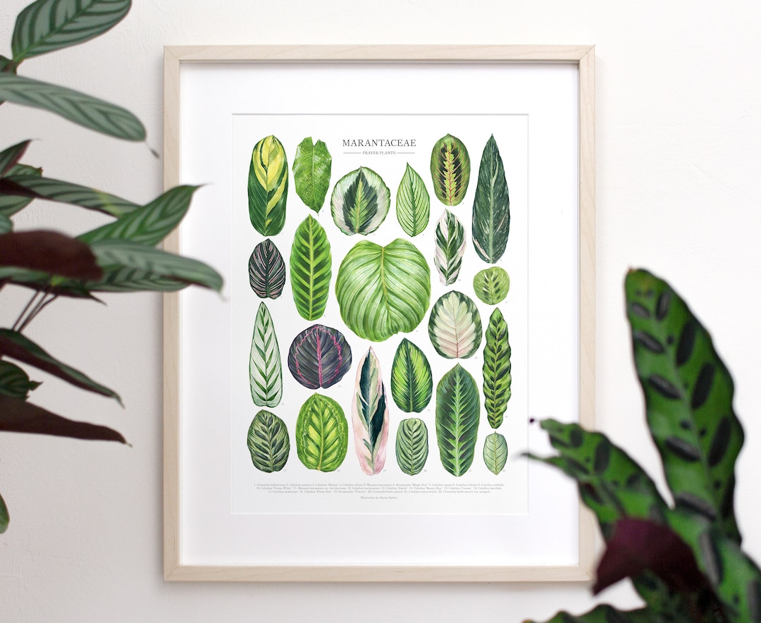 Marantaceae Species Print • Prayer Plant Varieties ID Chart of Calathea ...