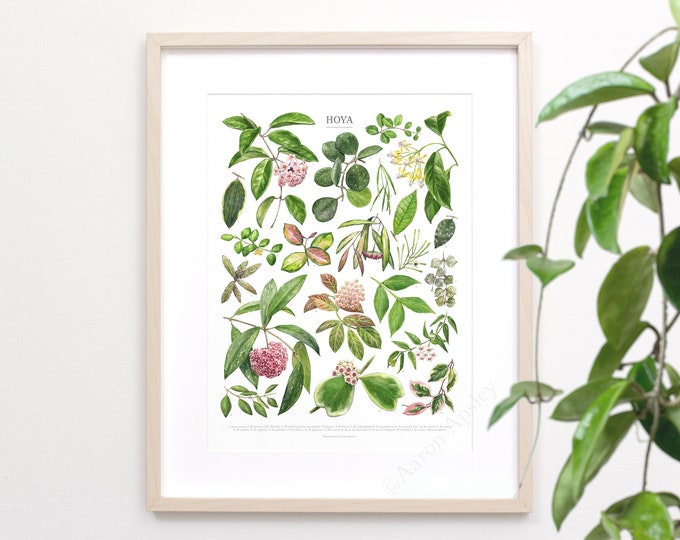 Hoya Species Print Houseplant Varieties ID Chart Featuring 21 ...