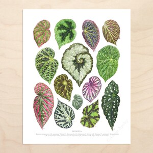 Begonia Species Print • Begonia Species ID Chart Featuring 14 ...