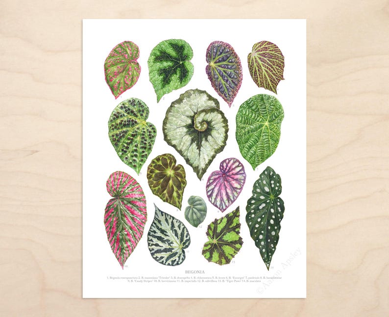 Begonia Species Print • Begonia Species ID Chart Featuring 14 ...