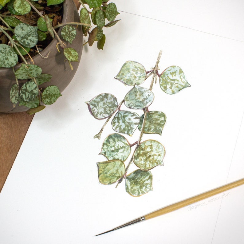 Hoya Species Print Houseplant Varieties ID Chart Featuring | Etsy