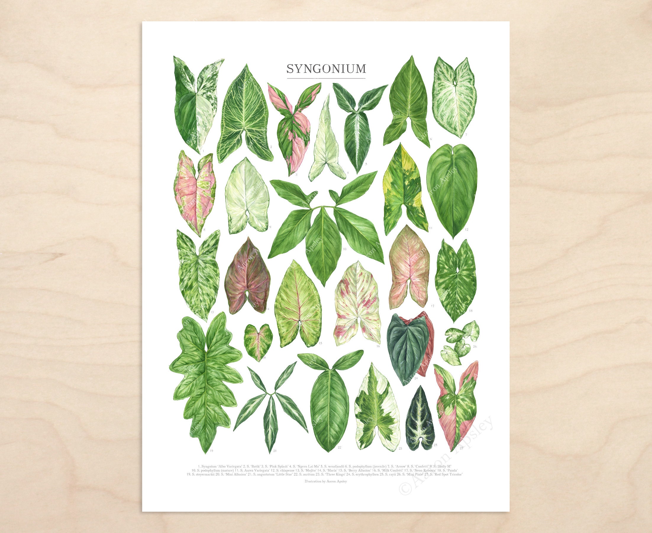 Syngonium Species Print • Aroid Houseplant Varieties ID Chart Featuring ...