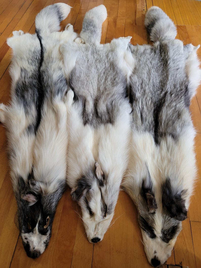 Ethical Fox Pelts From Local Breeder, Real Full Body Fox Pelt ...