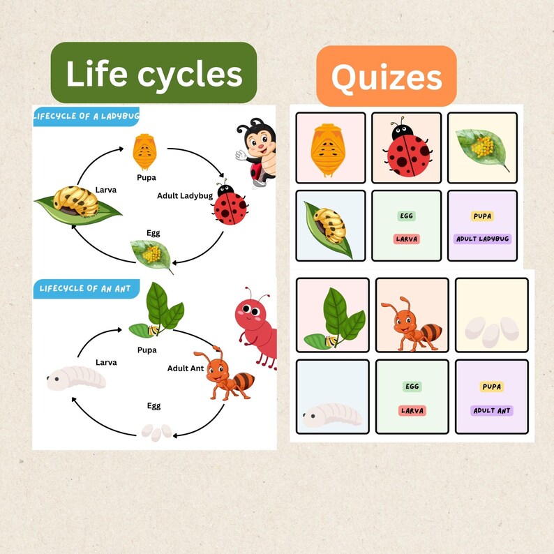 Lifecycle Flashcards Bundle| Animals Lifecycle Flashcards| Plants ...