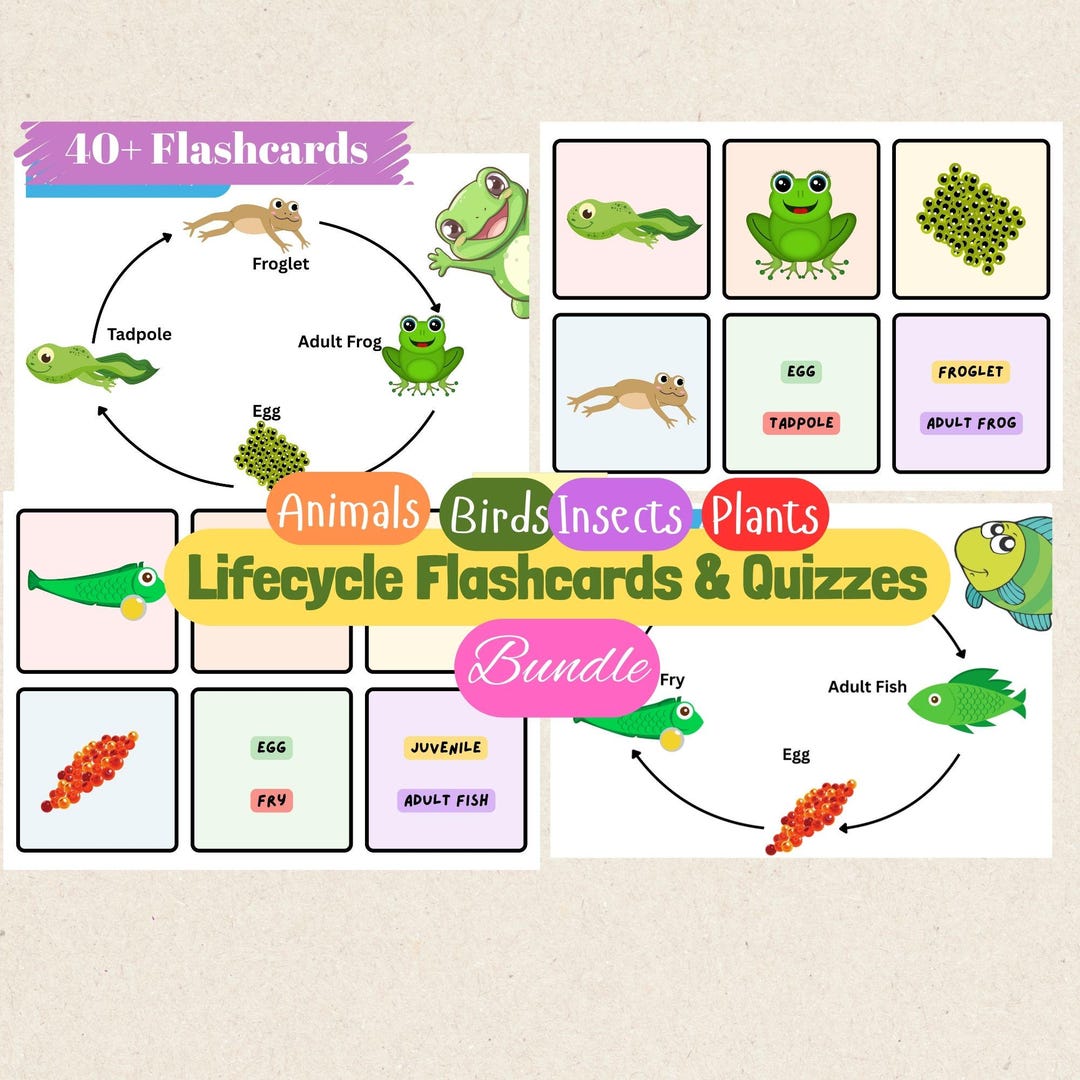 Lifecycles Flashcards Bundle| Butterfly Lifecycle Flashcards| Frog ...