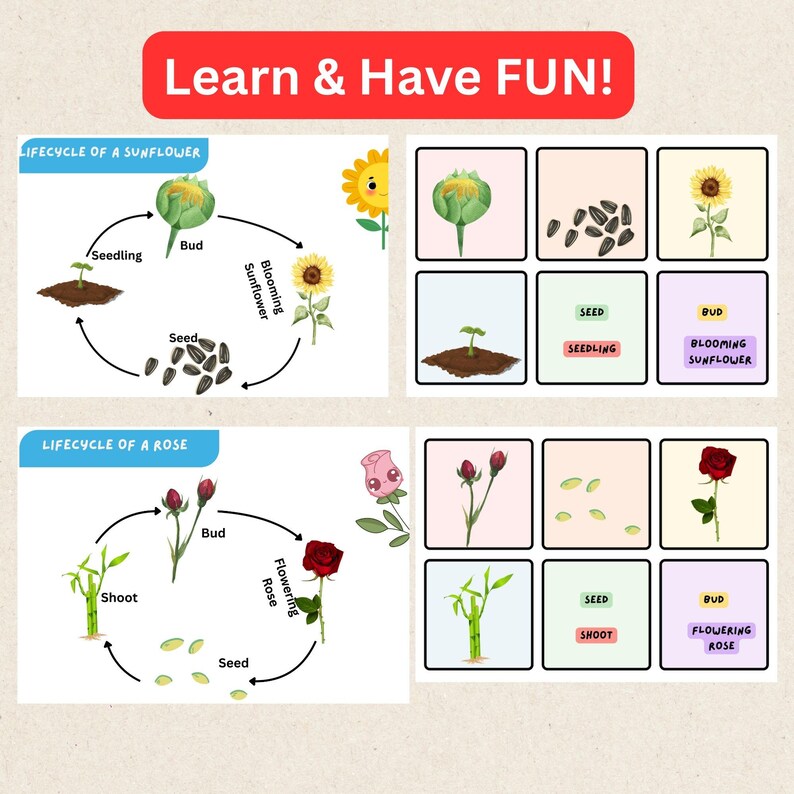 Lifecycle Flashcards Bundle| Animals Lifecycle Flashcards| Plants ...